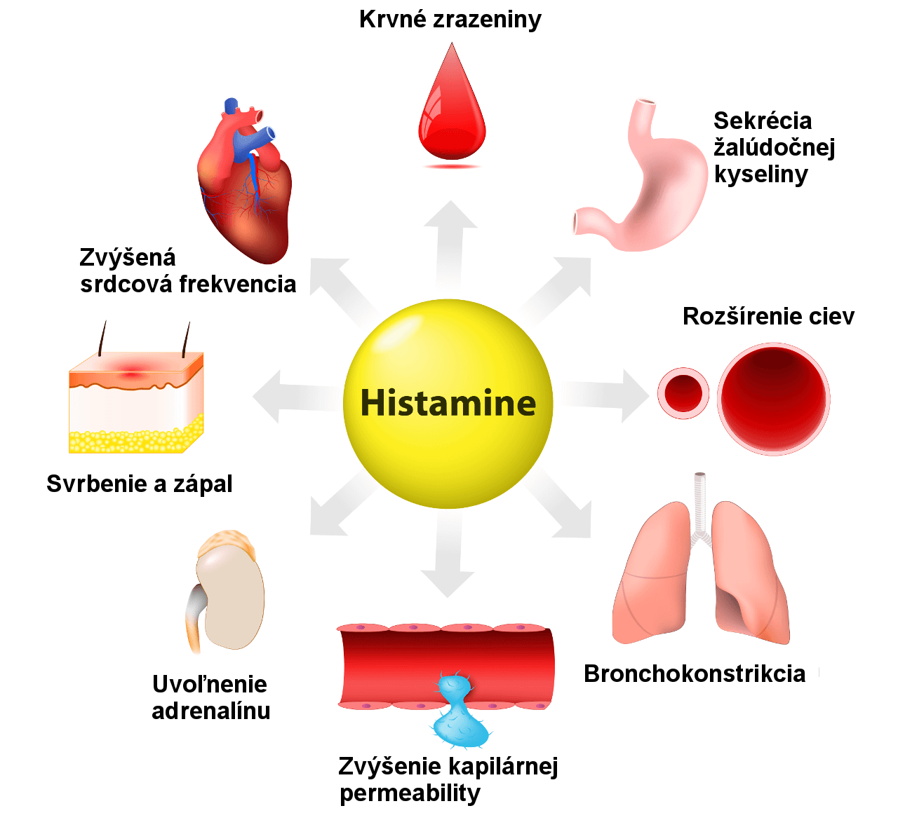 Antihistaminiká - aké druhy poznáme, ich účinky, použitie | Zdravovek .eu